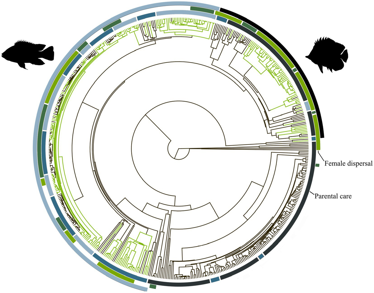 Frontiers | The evolution of monogamy in cichlids and marine reef fishes