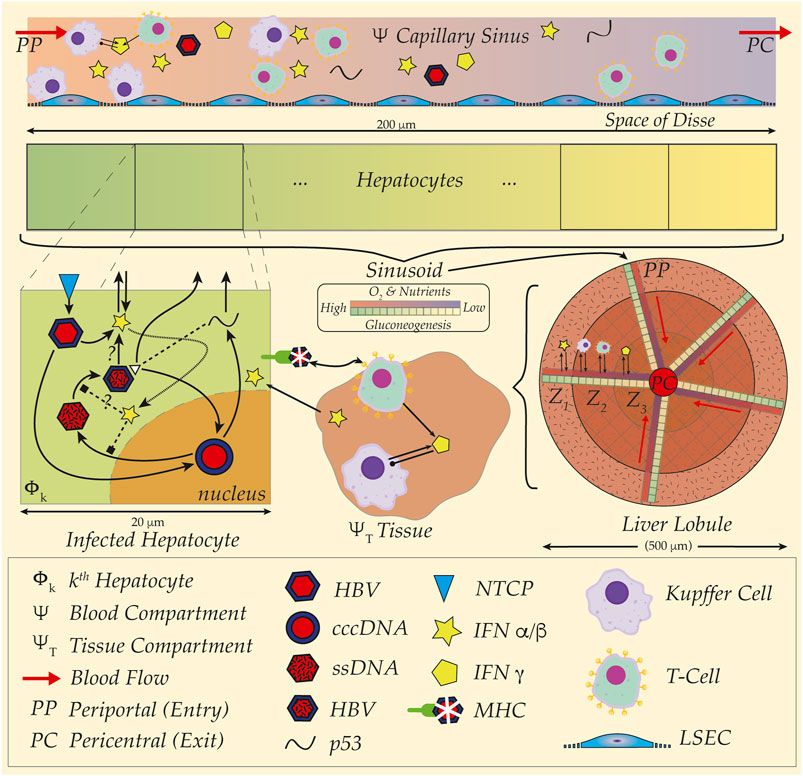 Frontiers | Illuminating HBV with multi-scale modeling