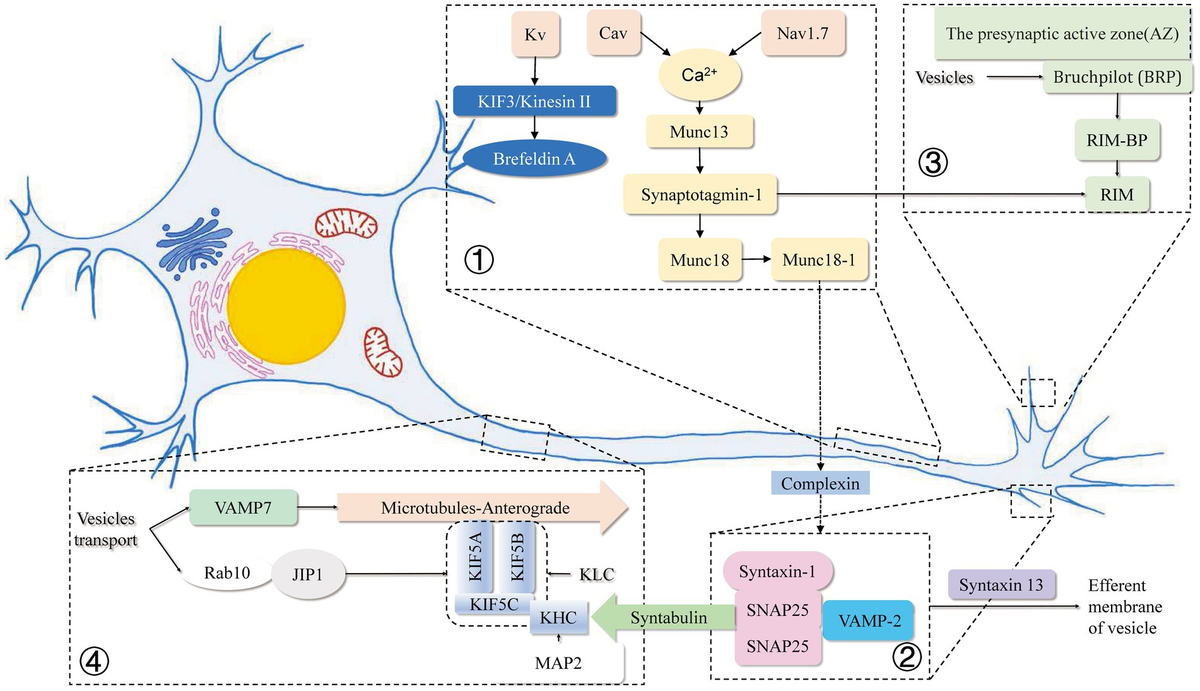 Frontiers | Advances in the study of axon–associated vesicles