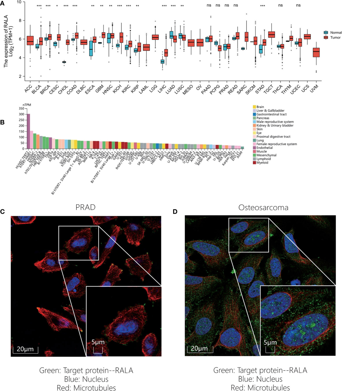 Frontiers | Systematic pan-cancer analysis identifies RALA as a tumor ...