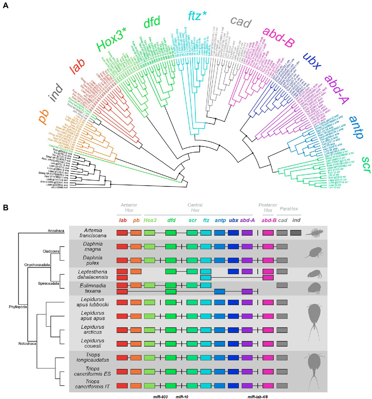 Frontiers | Comparative genomics of Hox and ParaHox genes among major ...