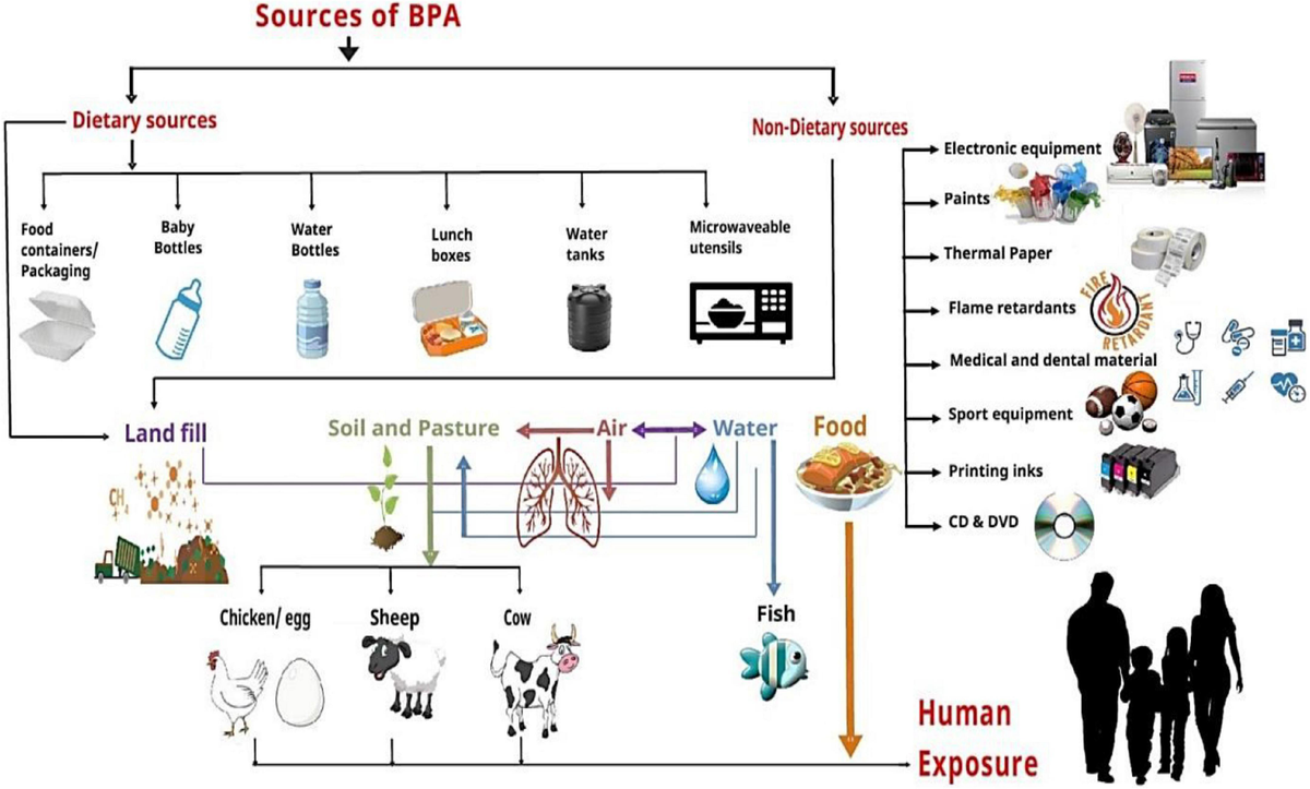 Frontiers | An insight into bisphenol A, food exposure and its adverse ...