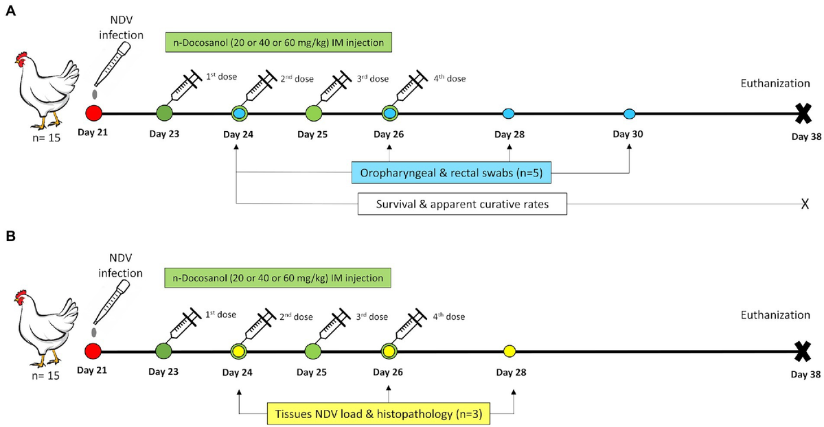 Frontiers | Therapeutic efficacy of n-Docosanol against velogenic ...