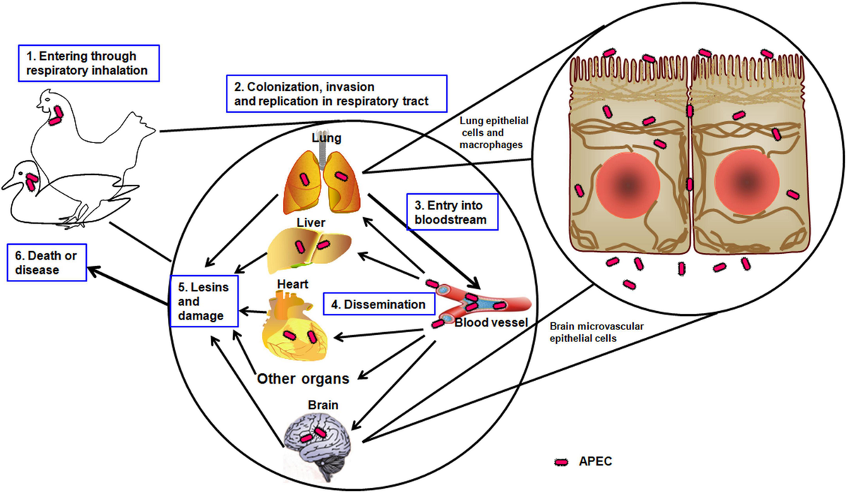 Frontiers | Characteristics, pathogenic mechanism, zoonotic potential, drug resistance, and ...