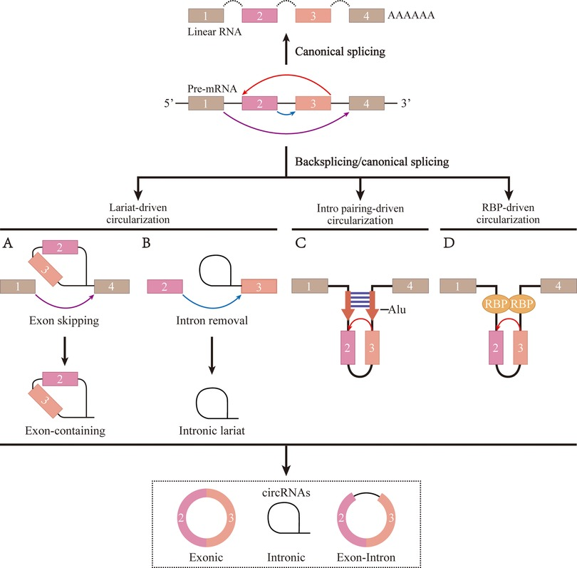 Frontiers | Regulatory mechanism of circular RNA involvement in ...