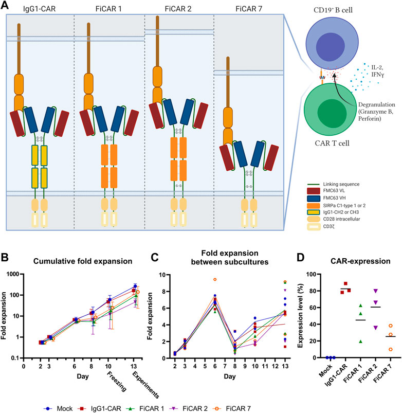Frontiers | Novel modular chimeric antigen receptor spacer for T cells ...