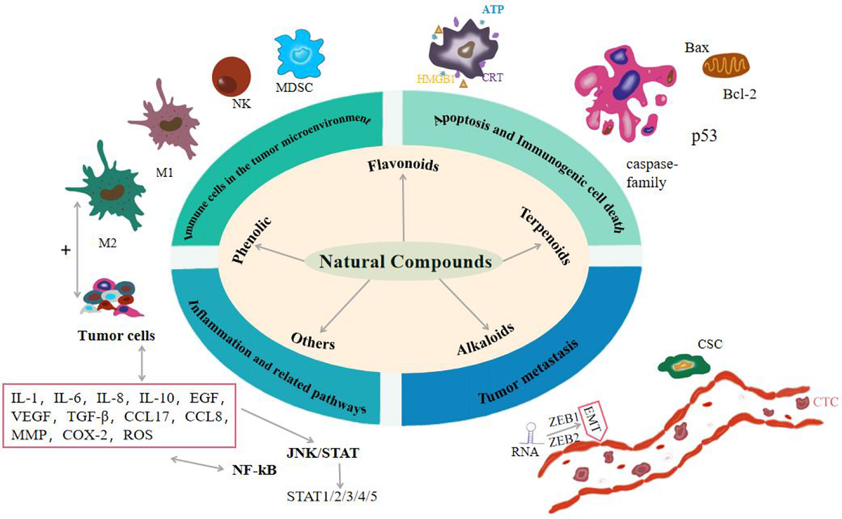 Frontiers | The function of natural compounds in important anticancer mechanisms