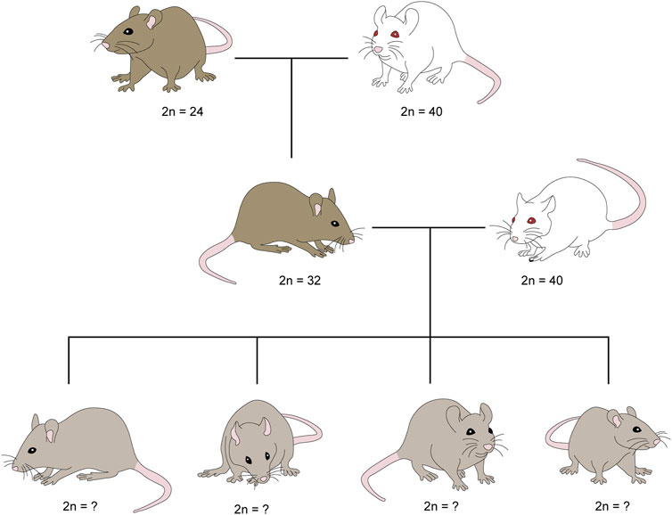 Frontiers | Quantitative analysis of Robertsonian chromosomes inherited ...