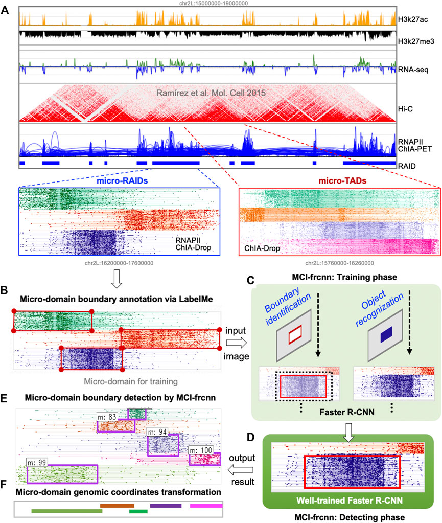 Frontiers | MCI-frcnn: A deep learning method for topological micro ...