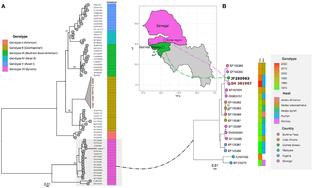Frontiers | Detection of human case of dengue virus 2 belonging to ...
