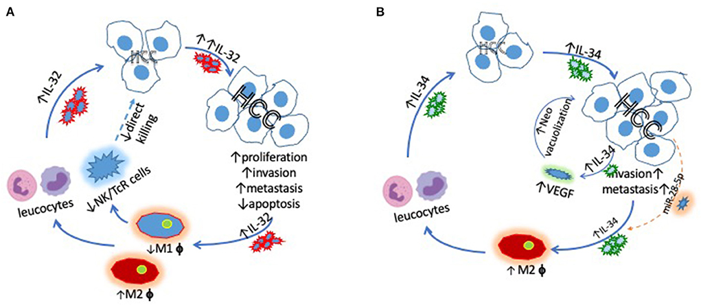 Frontiers | IL-32 and IL-34 in hepatocellular carcinoma