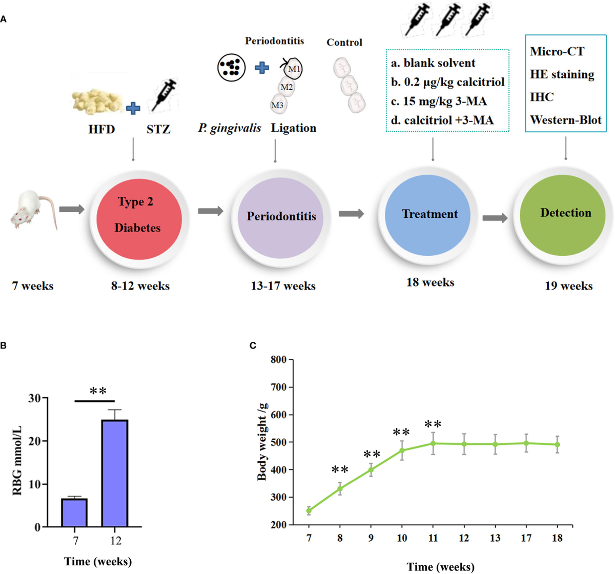 Frontiers | Calcitriol-enhanced autophagy in gingival epithelium ...