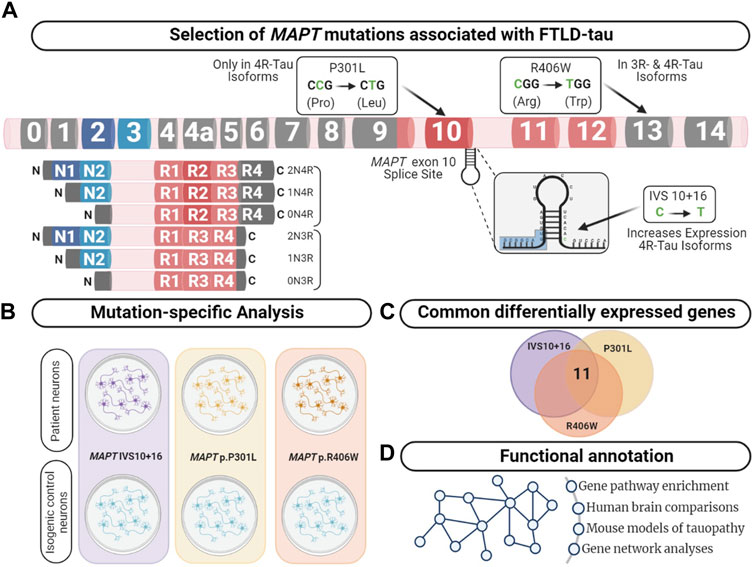 Frontiers | Conserved gene signatures shared among MAPT mutations ...