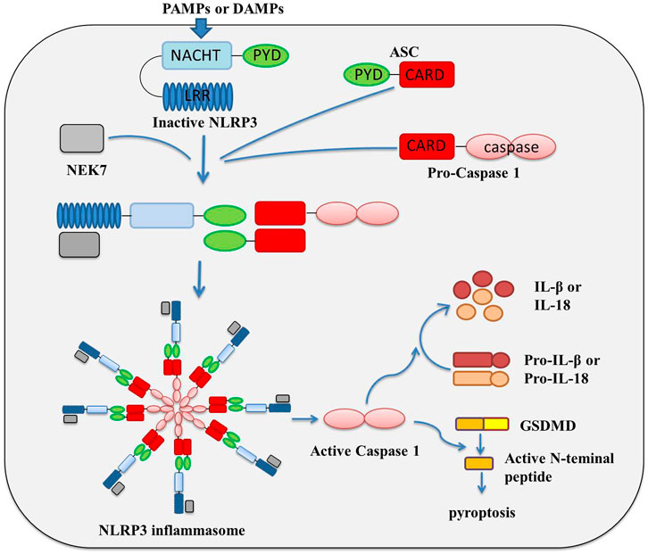 Frontiers | The role of NLRP3 inflammasome in digestive system malignancy