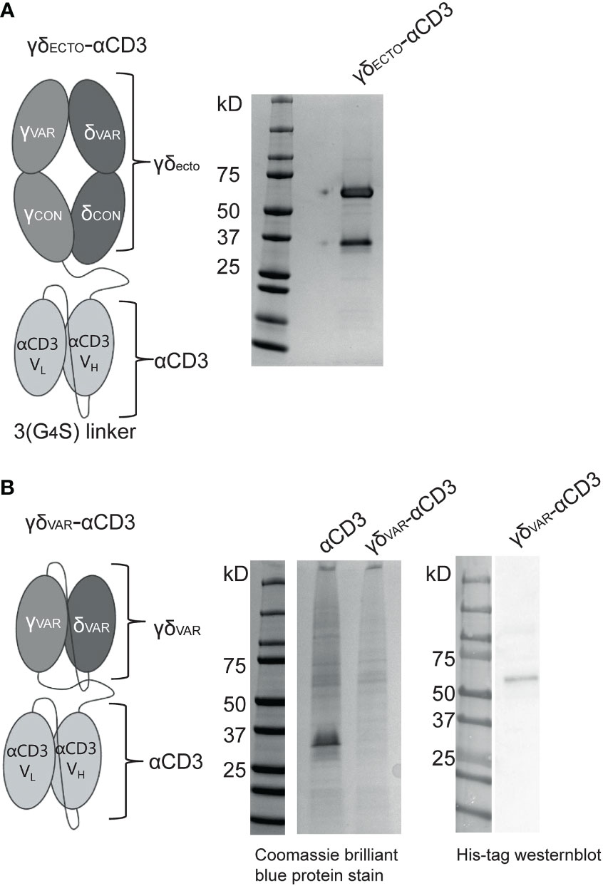 Frontiers | The making of multivalent gamma delta TCR anti-CD3 ...