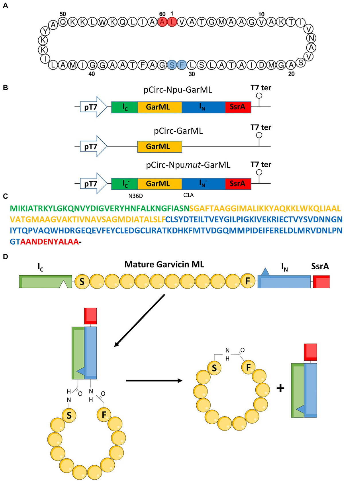Frontiers | In vitro and in vivo production and split-intein mediated ...