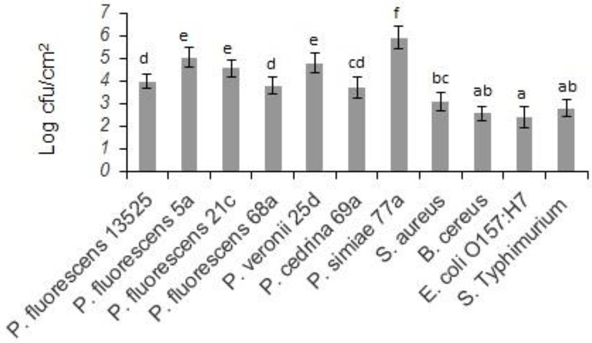 Frontiers | Pseudomonas fluorescens group bacterial strains interact ...