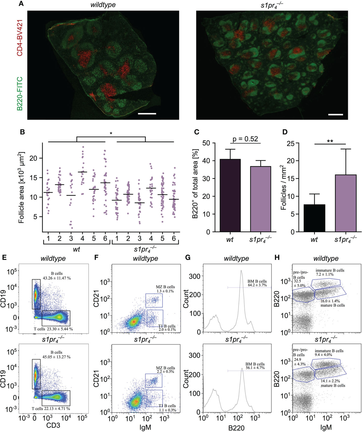 Frontiers | S1PR4 deficiency results in reduced germinal center ...