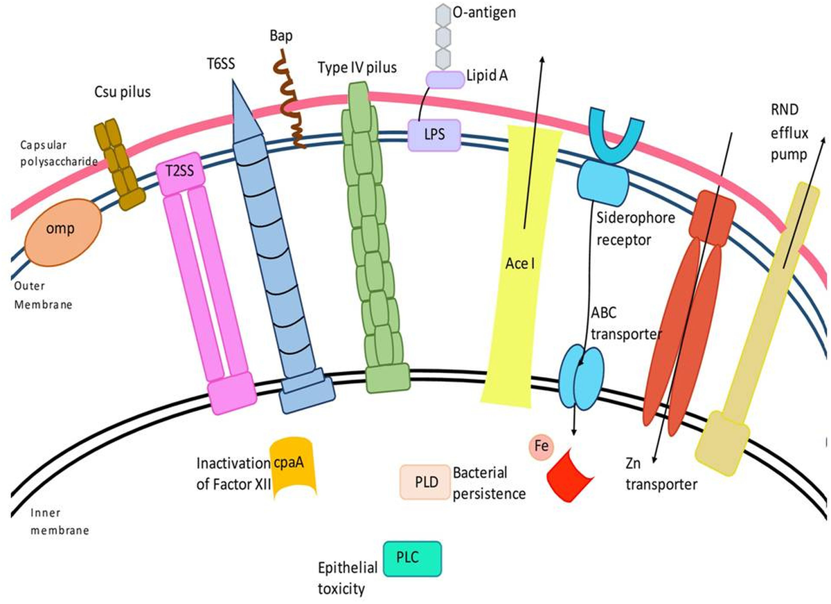 Frontiers | Deciphering the virulence factors, regulation, and immune ...