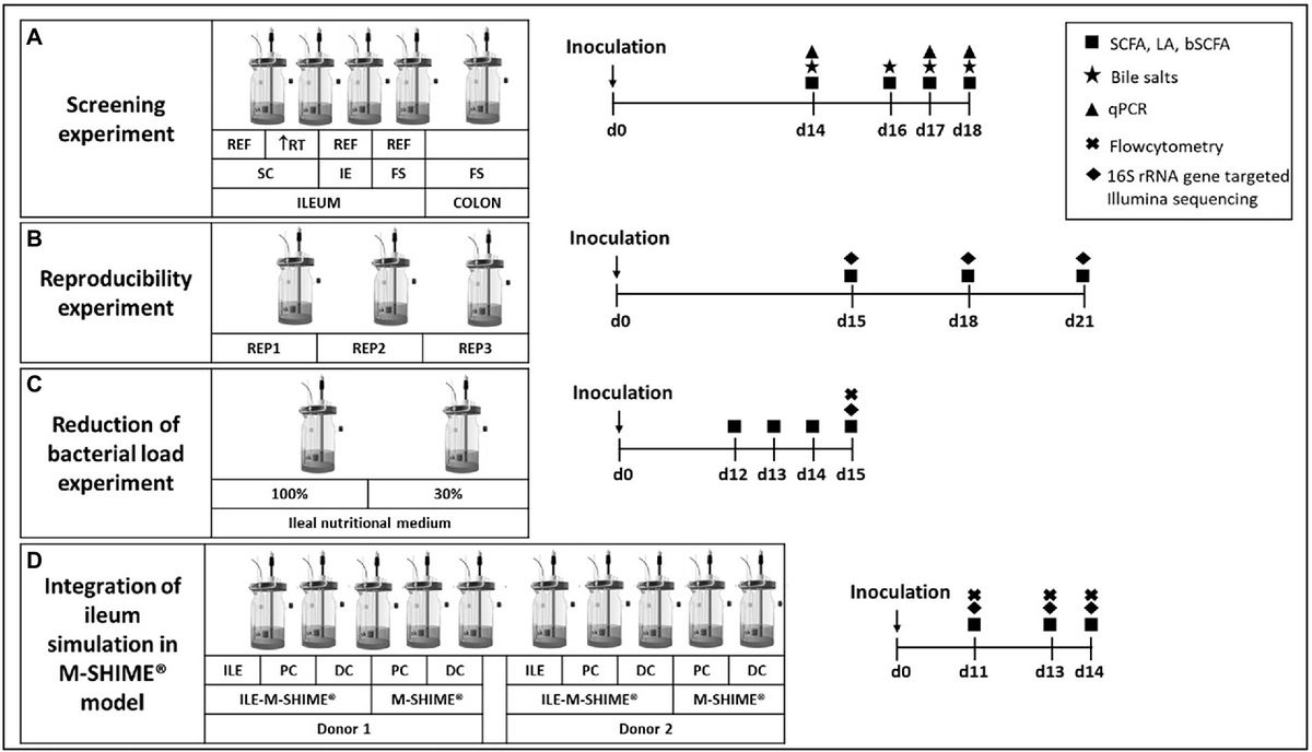 Frontiers | Development of a reproducible small intestinal microbiota ...