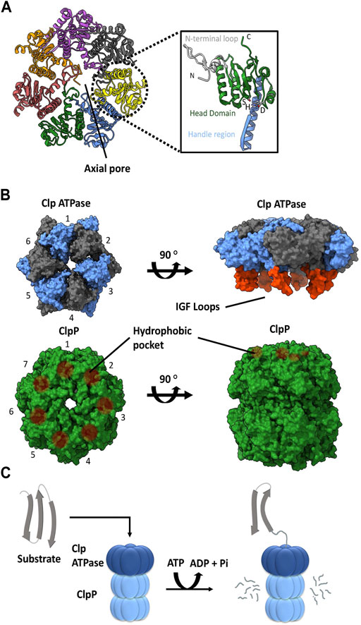Frontiers | Cellular functions of the ClpP protease impacting bacterial ...