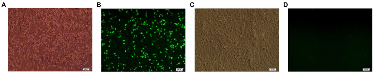 Frontiers | Immunogenicity of the recombinant adenovirus fusion ...