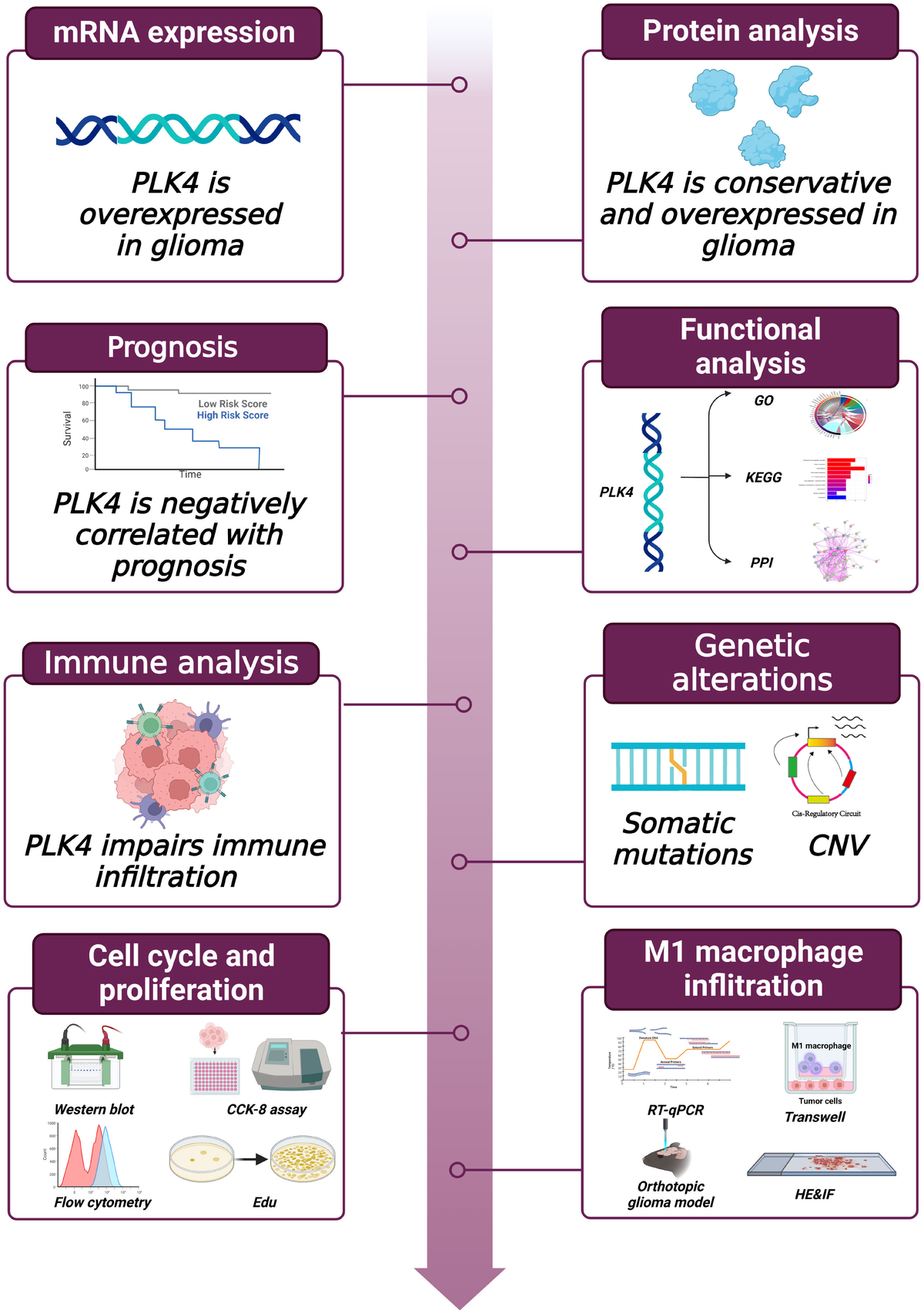 Frontiers | PLK4 initiates crosstalk between cell cycle, cell ...