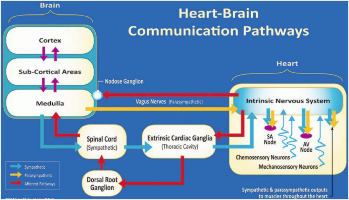 Frontiers | The connection between heart rate variability (HRV ...
