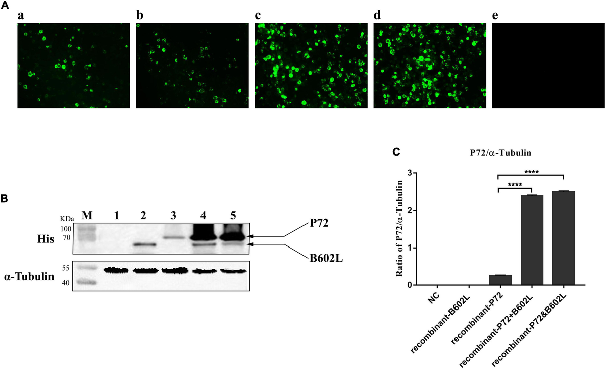 Frontiers | Identification of novel linear epitopes in P72 protein of ...