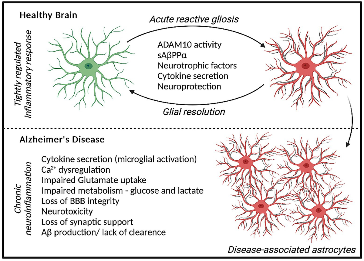 Frontiers | The role of ADAM10 in astrocytes: Implications for ...