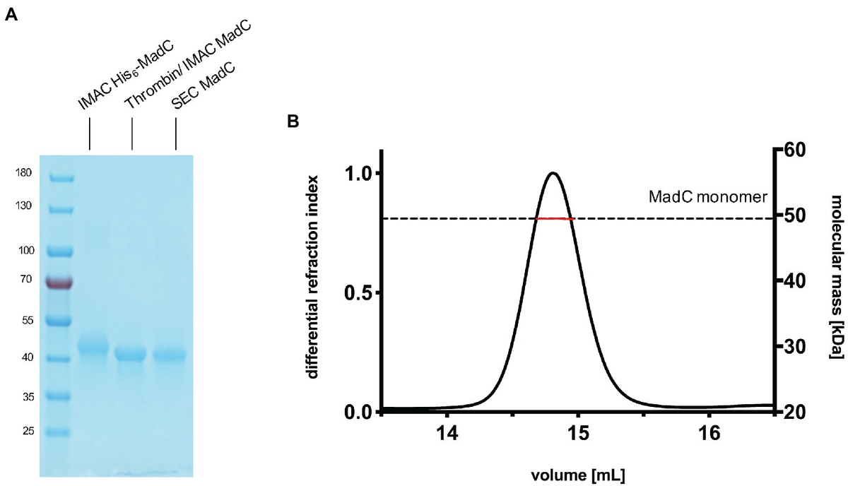 Frontiers | The structure of MadC from Clostridium maddingley reveals ...