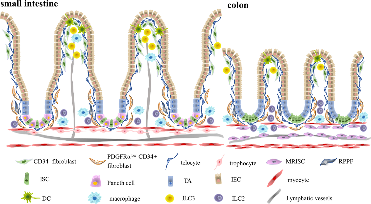 Frontiers | Immune niches orchestrated by intestinal mesenchymal ...