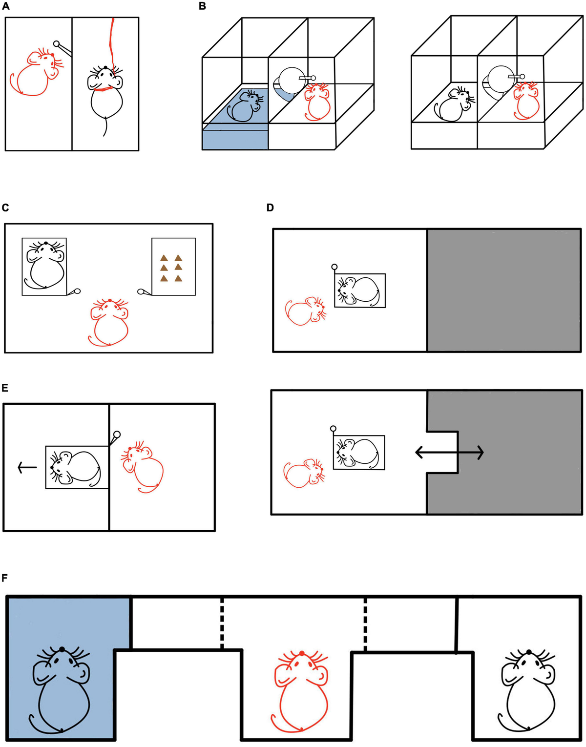 Frontiers | Why help others? Insights from rodent to human early ...