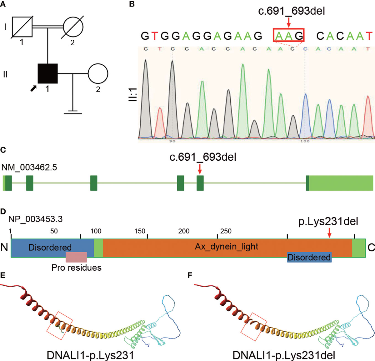 Frontiers | Homozygous mutation in DNALI1 leads to ...