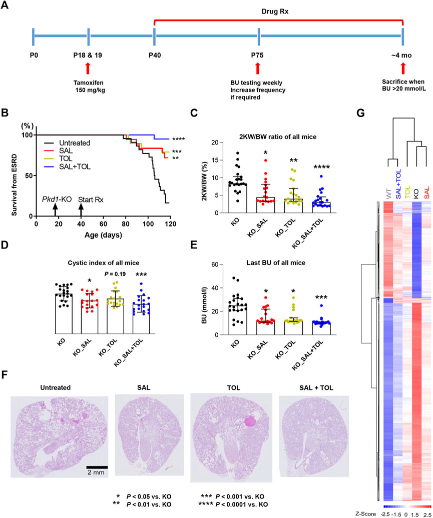 Frontiers | Preclinical evaluation of tolvaptan and salsalate ...