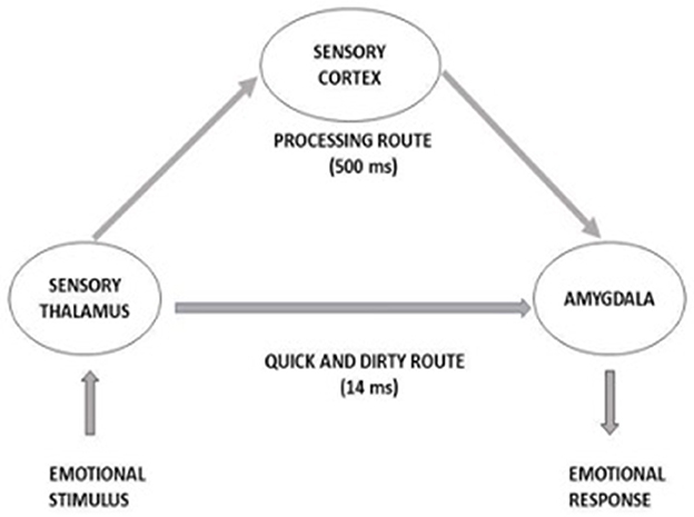 Frontiers | A narrative review of the interconnection between pilot ...