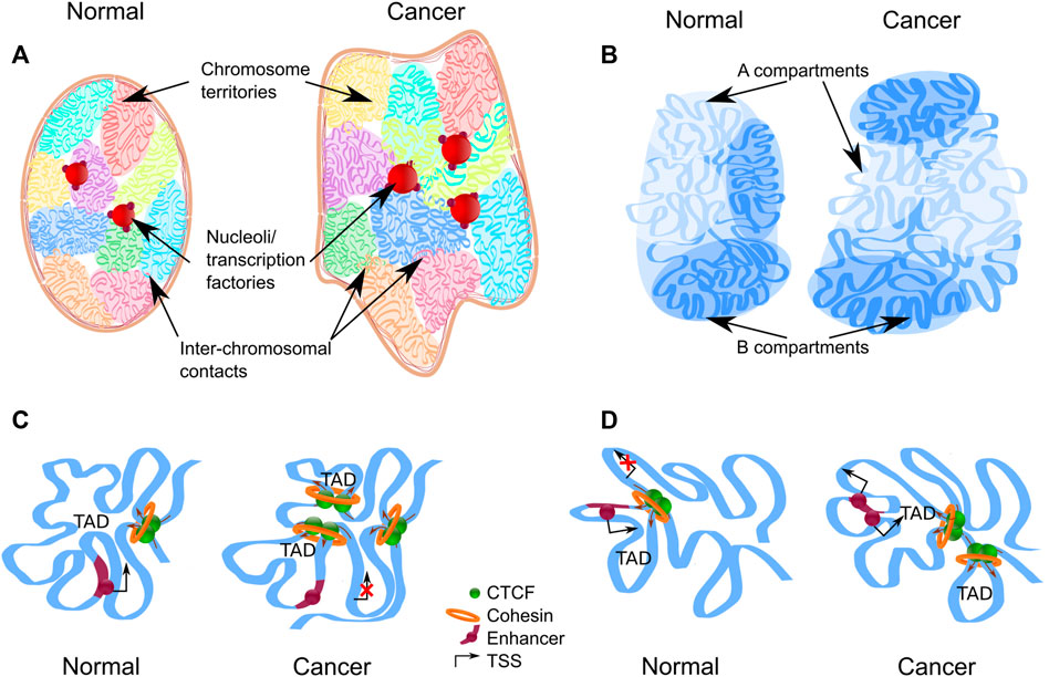 Frontiers | Multilevel view on chromatin architecture alterations in cancer