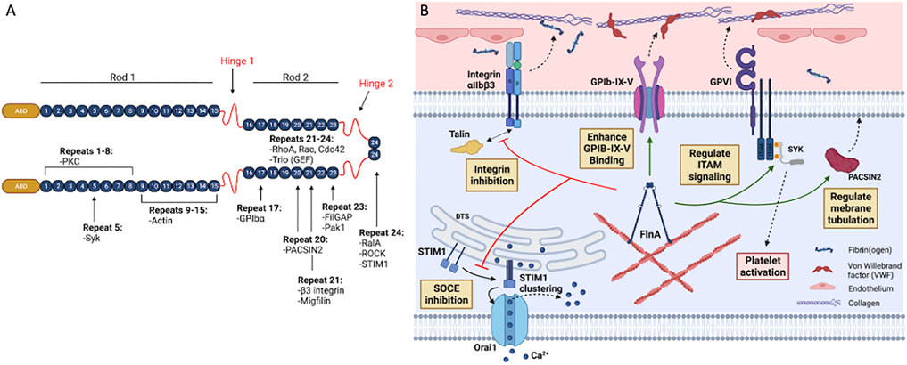 Frontiers | Filamin A in platelets: Bridging the (signaling) gap ...
