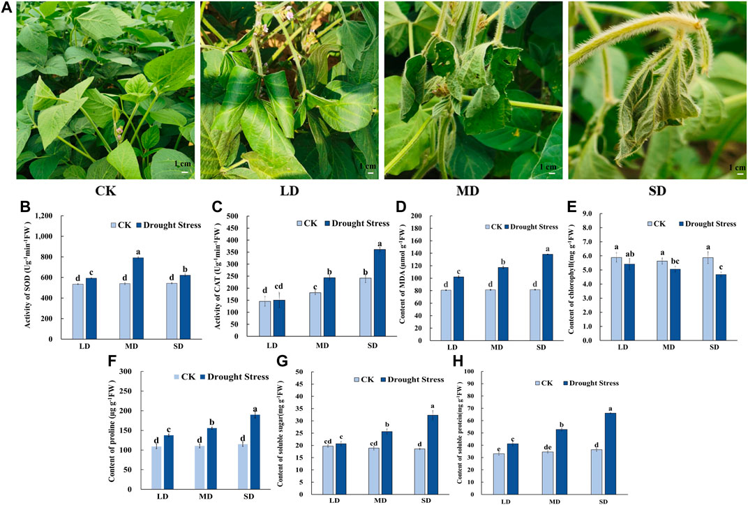 Frontiers | Transcriptome analysis reveals key drought-stress ...