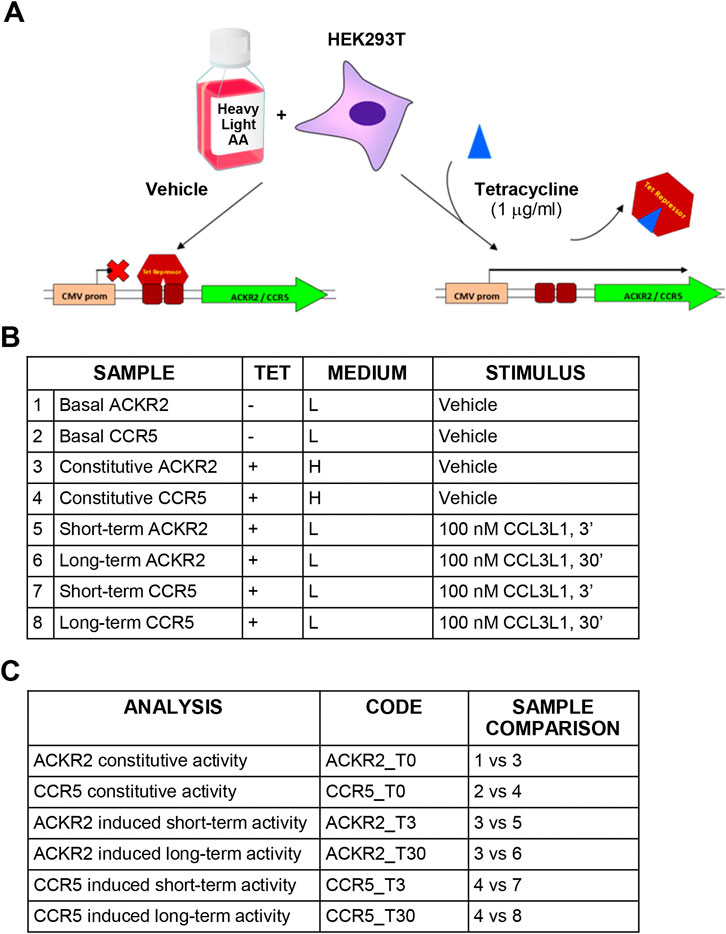 Frontiers | Phosphoproteomic mapping of CCR5 and ACKR2 signaling properties