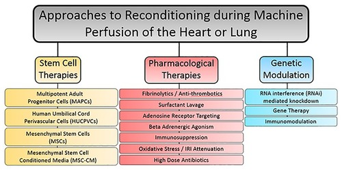 Frontiers | Thoracic organ machine perfusion: A review of concepts with ...