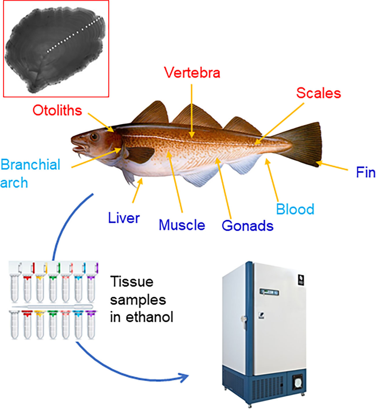 Frontiers | Age estimation in fishes using epigenetic clocks ...