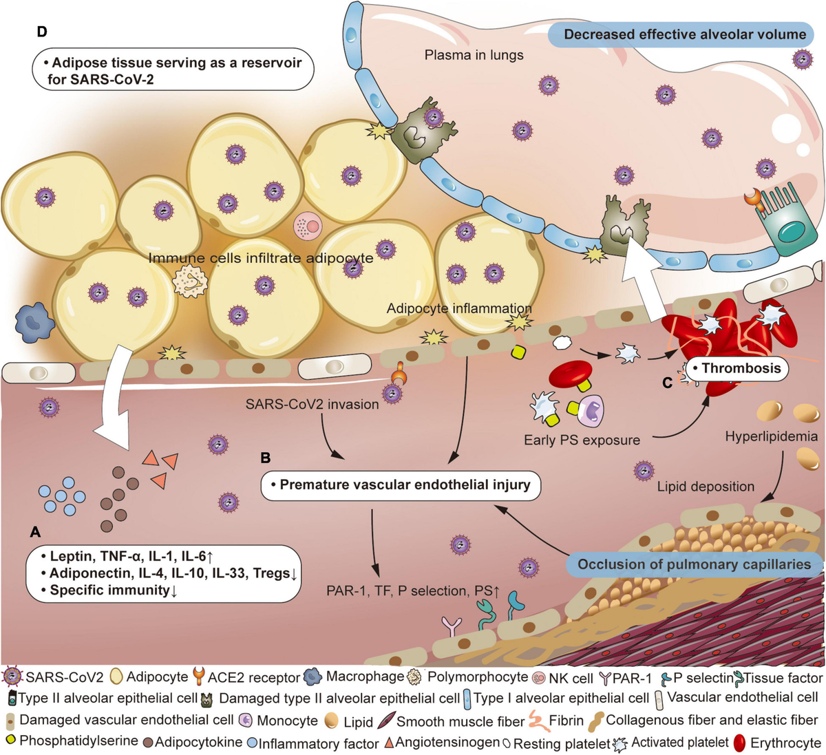 Frontiers | The intersection of obesity and (long) COVID-19: Hypoxia ...