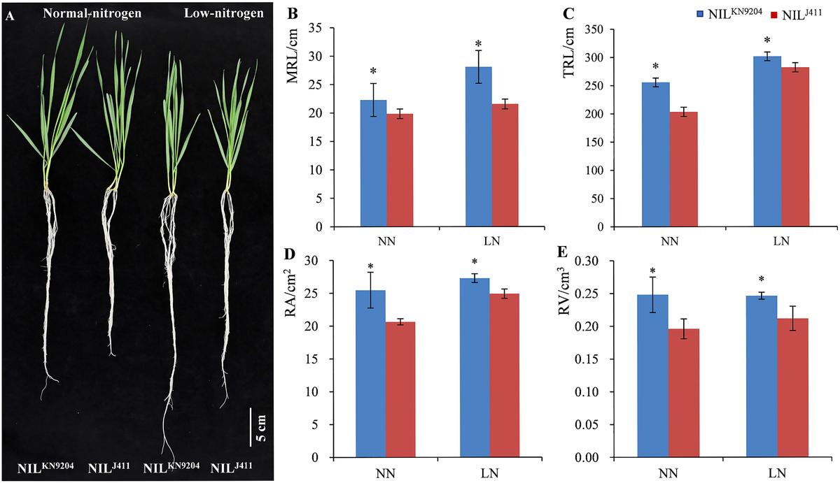 Frontiers | Transcriptomic analysis reveals the contribution of QMrl-7B ...