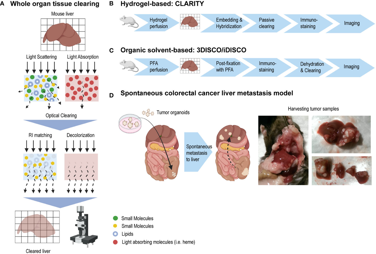 Frontiers | Tissue clearing and immunostaining to visualize the spatial ...