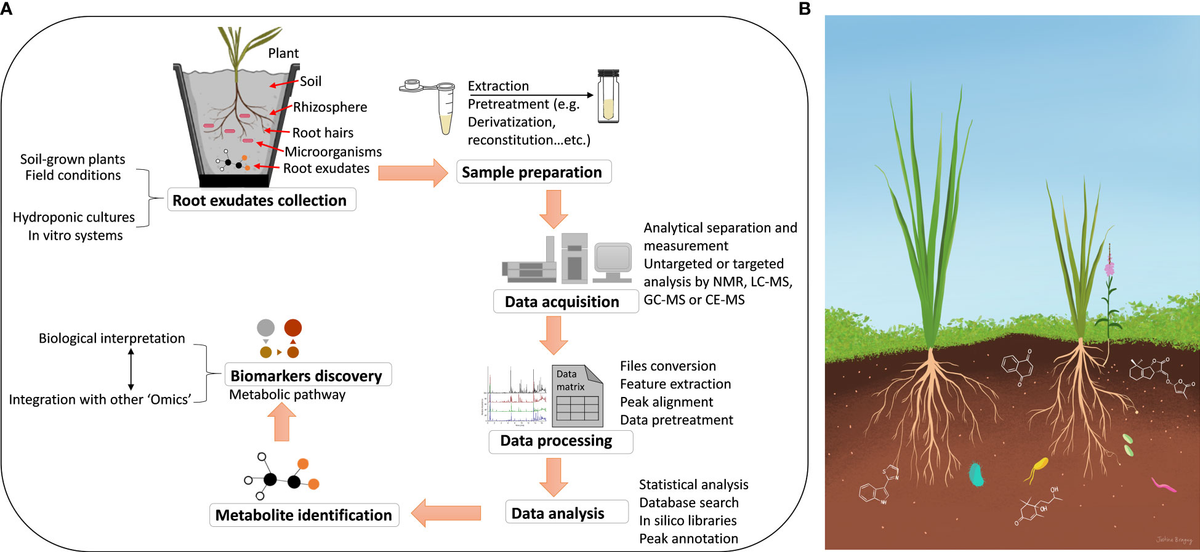 Frontiers | Metabolomics of plant root exudates: From sample ...