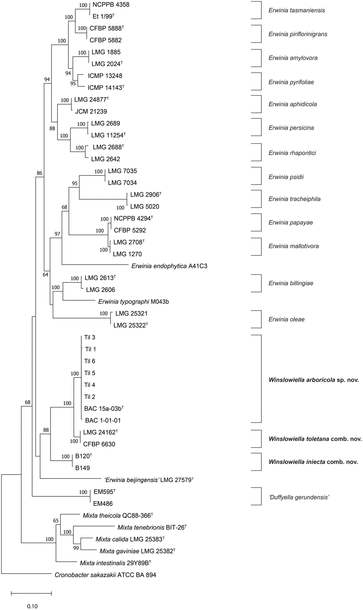Frontiers | Transfer of Erwinia toletana and Erwinia iniecta to a novel ...