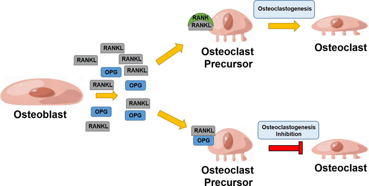 Frontiers | The RANK/RANKL/OPG system and tumor bone metastasis ...