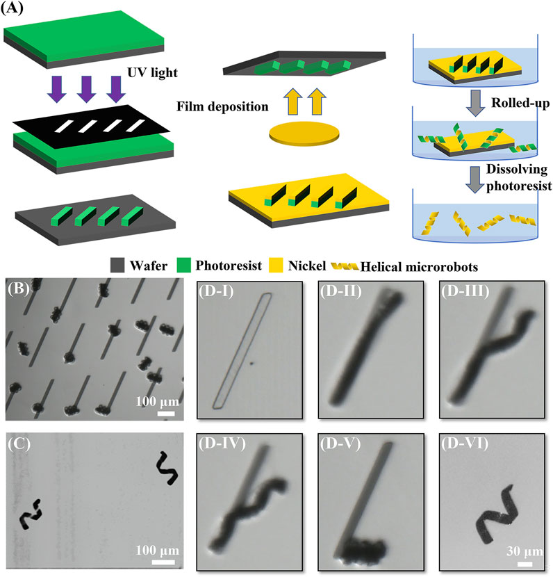 Frontiers | A rolled-up-based fabrication method of 3D helical microrobots
