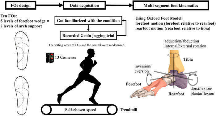 Frontiers | Immediate effects of forefoot wedges on multi-segment foot ...